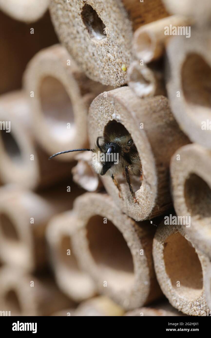 Osmia bicornis hi-res stock photography and images - Alamy