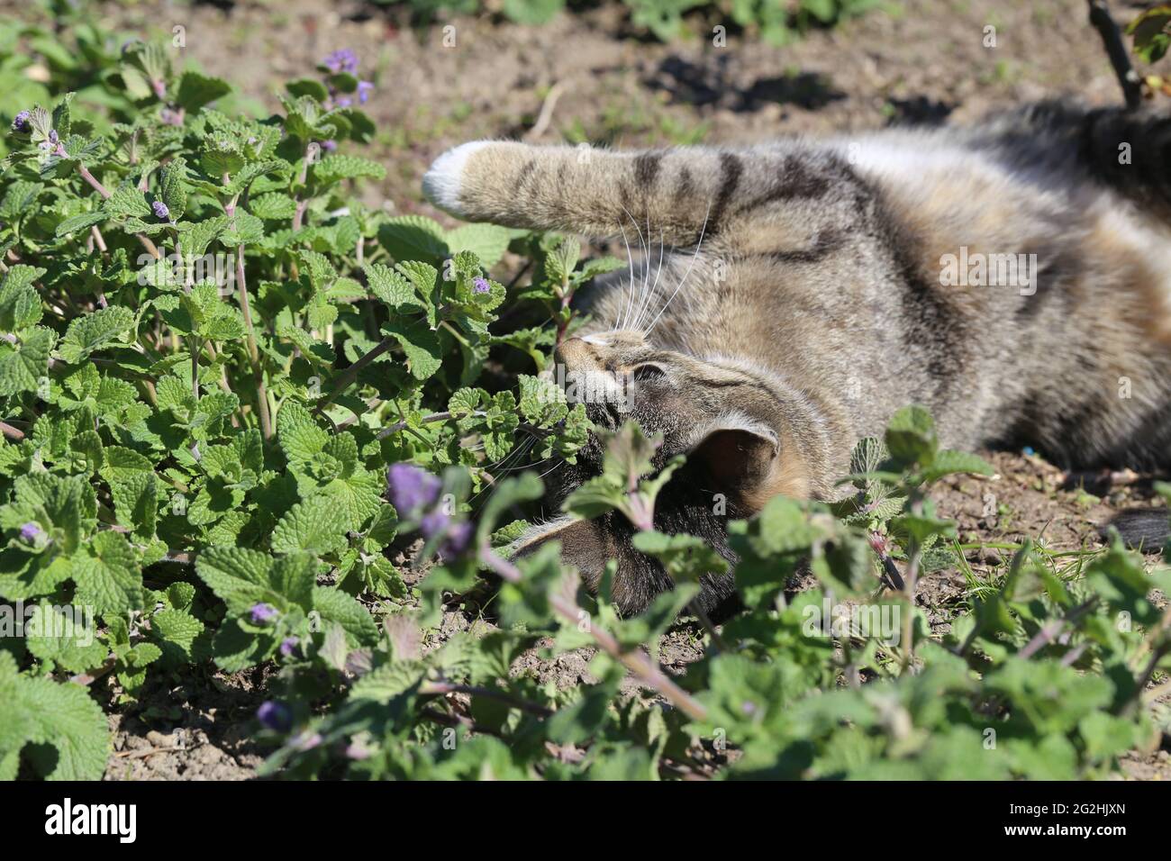 Domestic cat rolls in dwarf catnip (Nepeta racemosa 'Little Titch ...