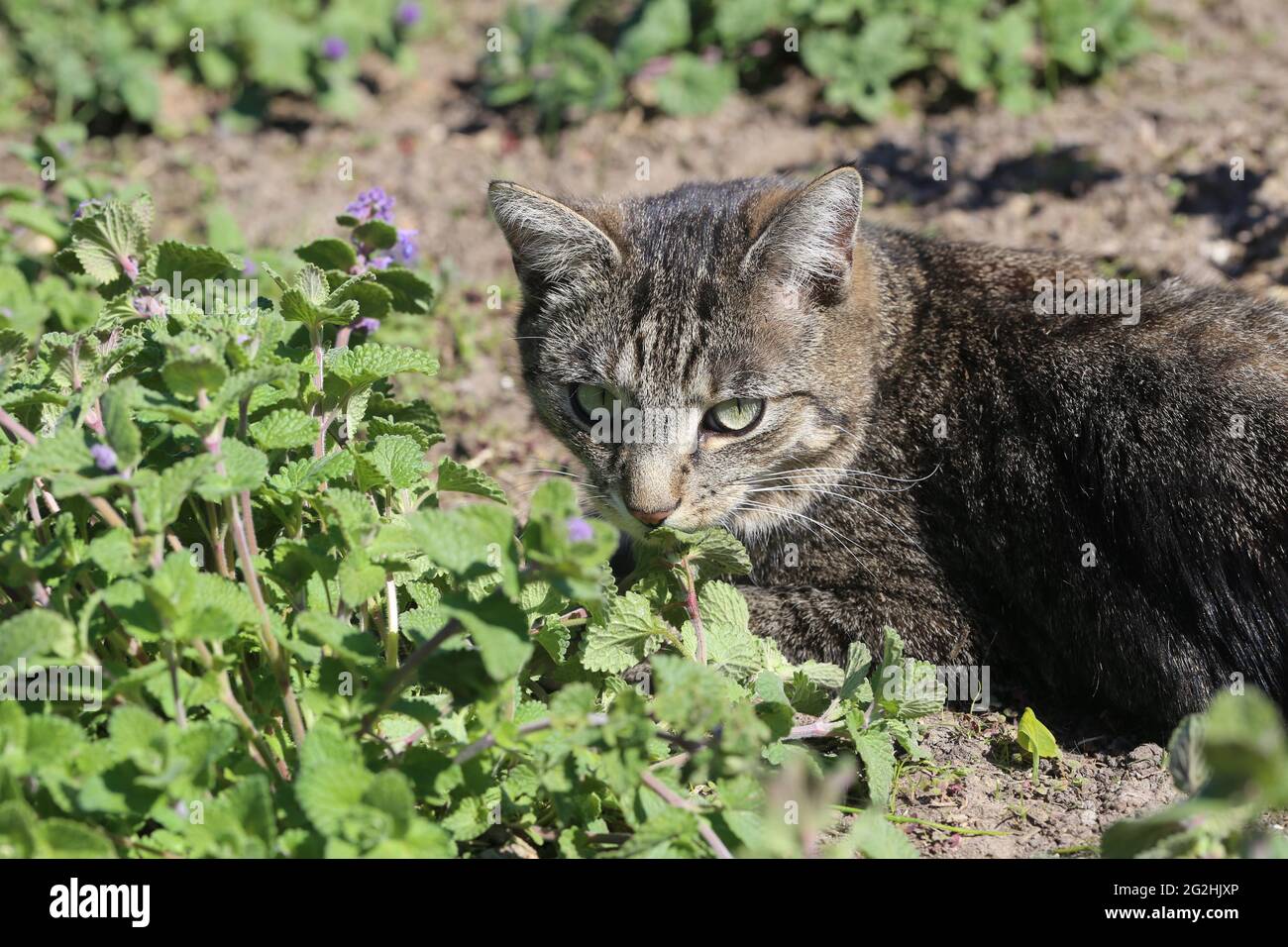 Domestic cat in a bed of dwarf catnip (Nepeta racemosa 'Little Titch ...