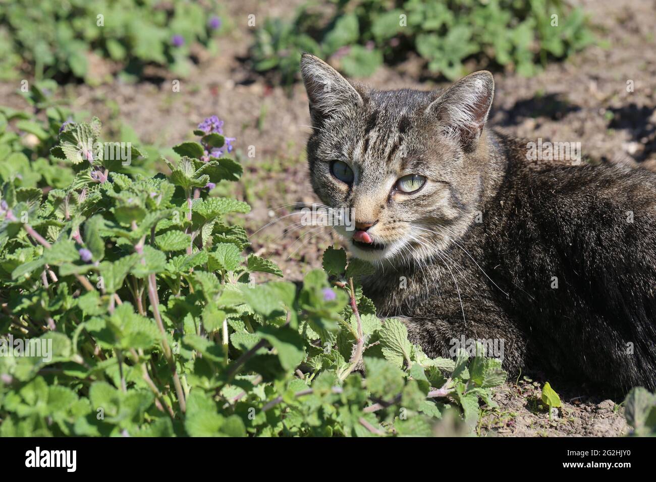 Domestic cat in a bed of dwarf catnip (Nepeta racemosa 'Little Titch ...