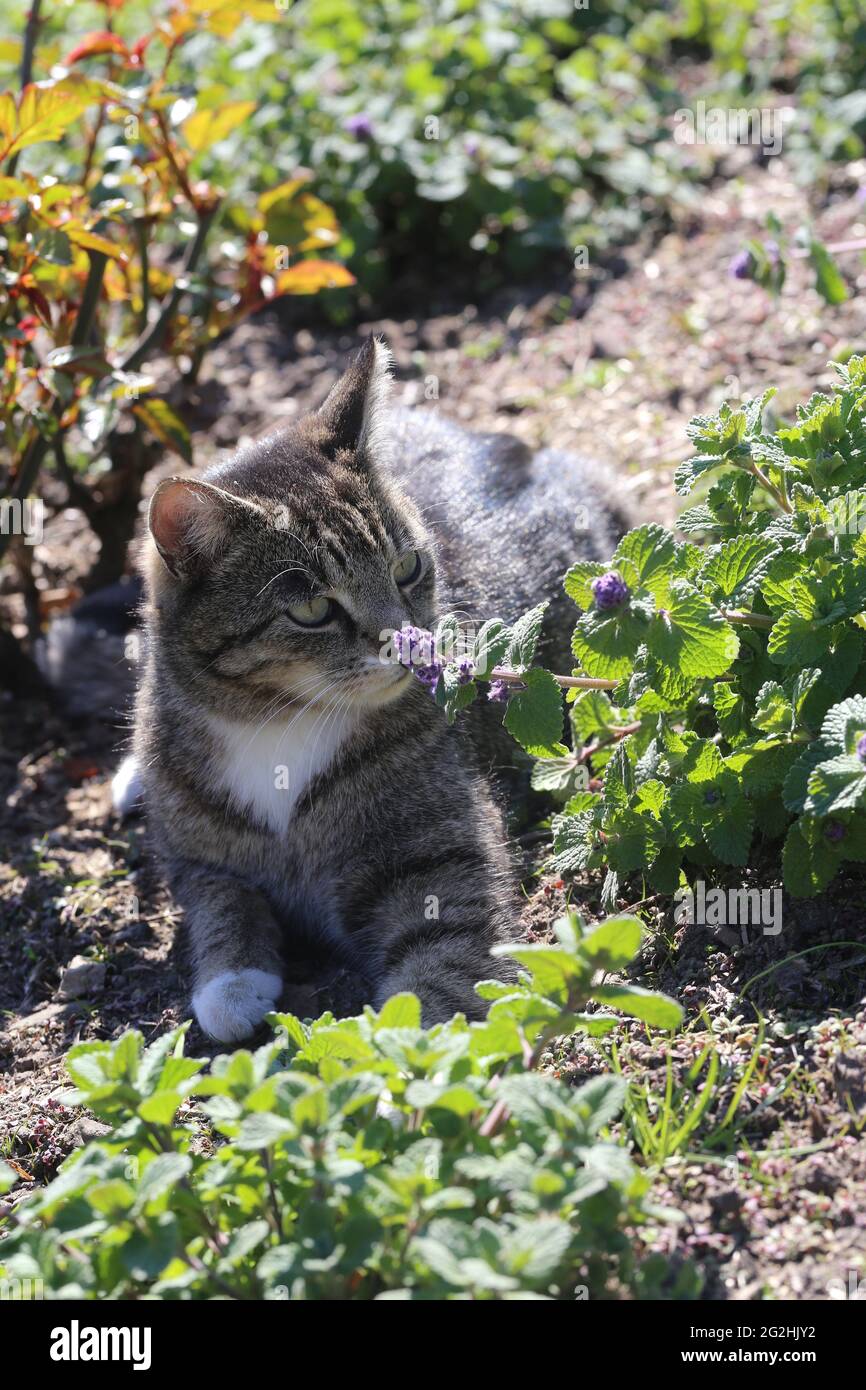 Domestic cat in a bed of dwarf catnip (Nepeta racemosa 'Little Titch ...
