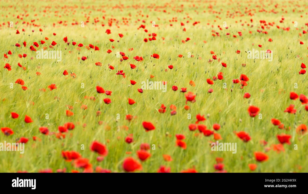 Grain field with corn poppies, near Valleviken in northeast Gotland ...