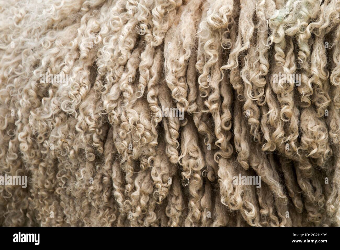 Sheepskin pelt hi-res stock photography and images - Alamy