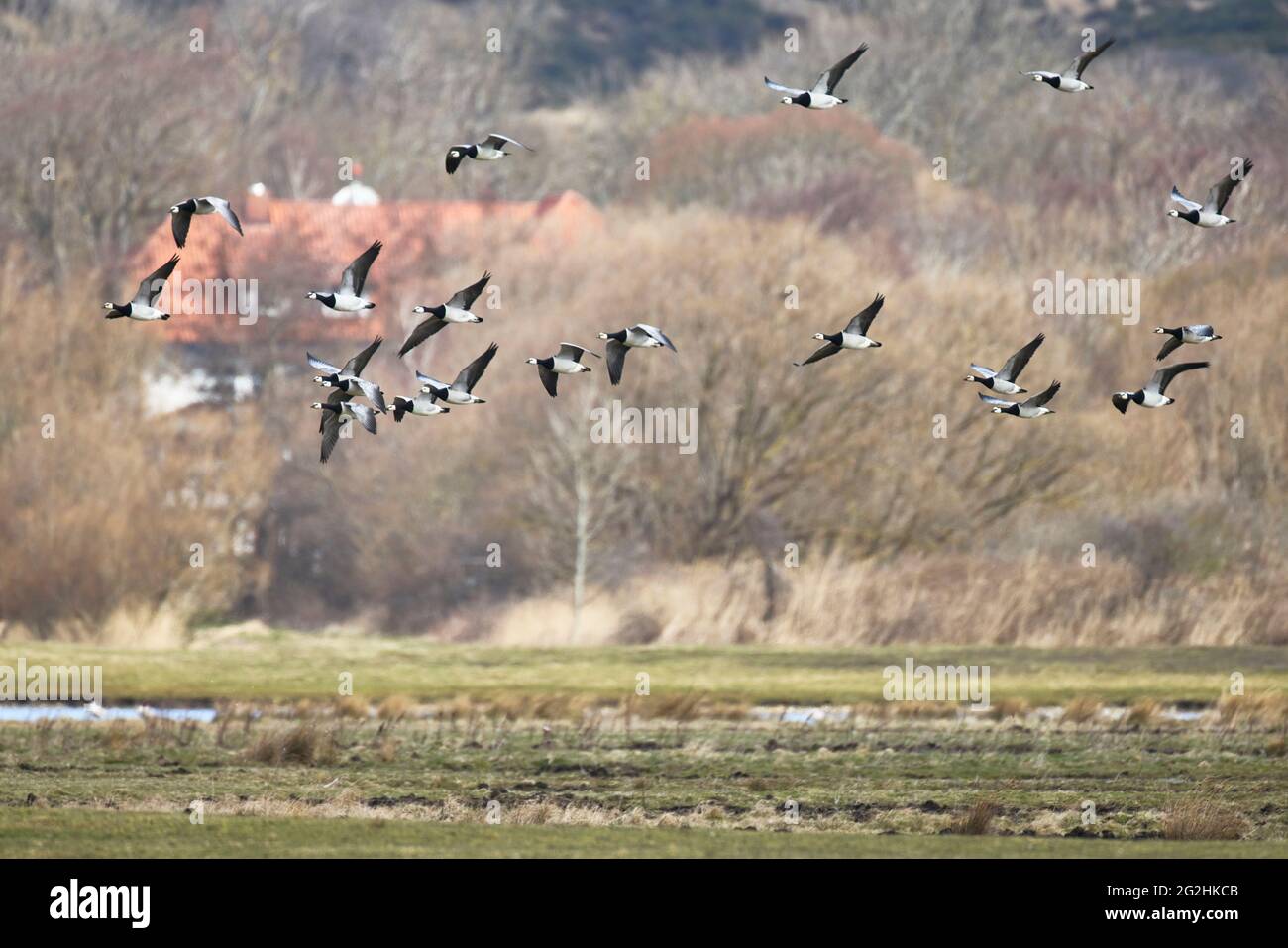 Barnacle geese / barnacle geese, Branta leucopsis, in flight, Hiddensee ...