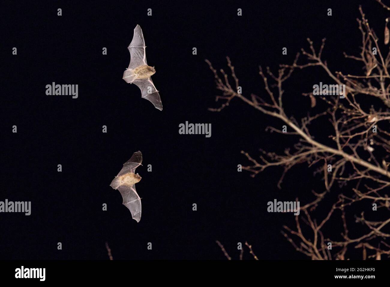 Flying common pipistrelle bat hi-res stock photography and images - Alamy