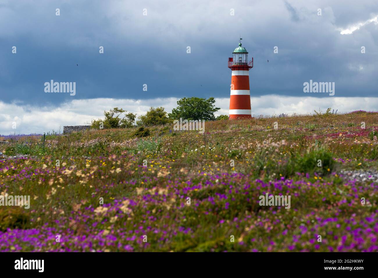 När lighthouse, flower meadow and dark clouds on Närsholmen, peninsula ...