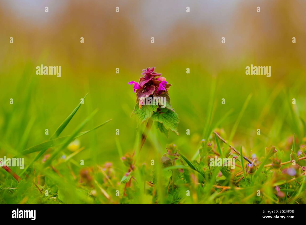 Spring nettle hi-res stock photography and images - Alamy