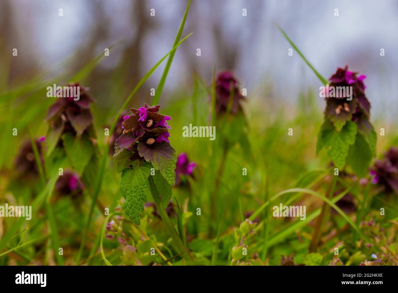 Purple dead nettle in full bloom in spring, selective sharpness ...