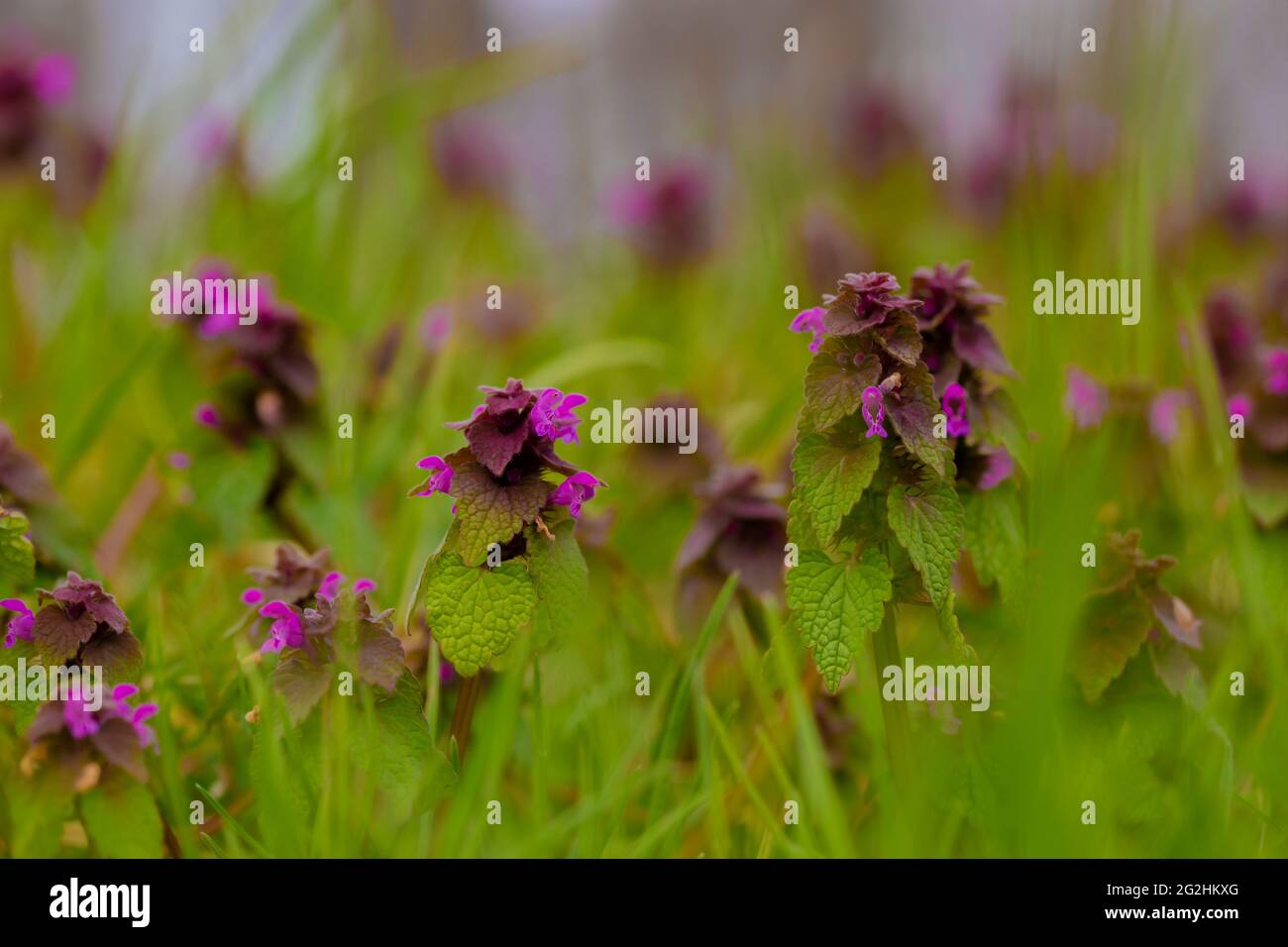 Purple dead nettle in full bloom in spring, selective sharpness ...