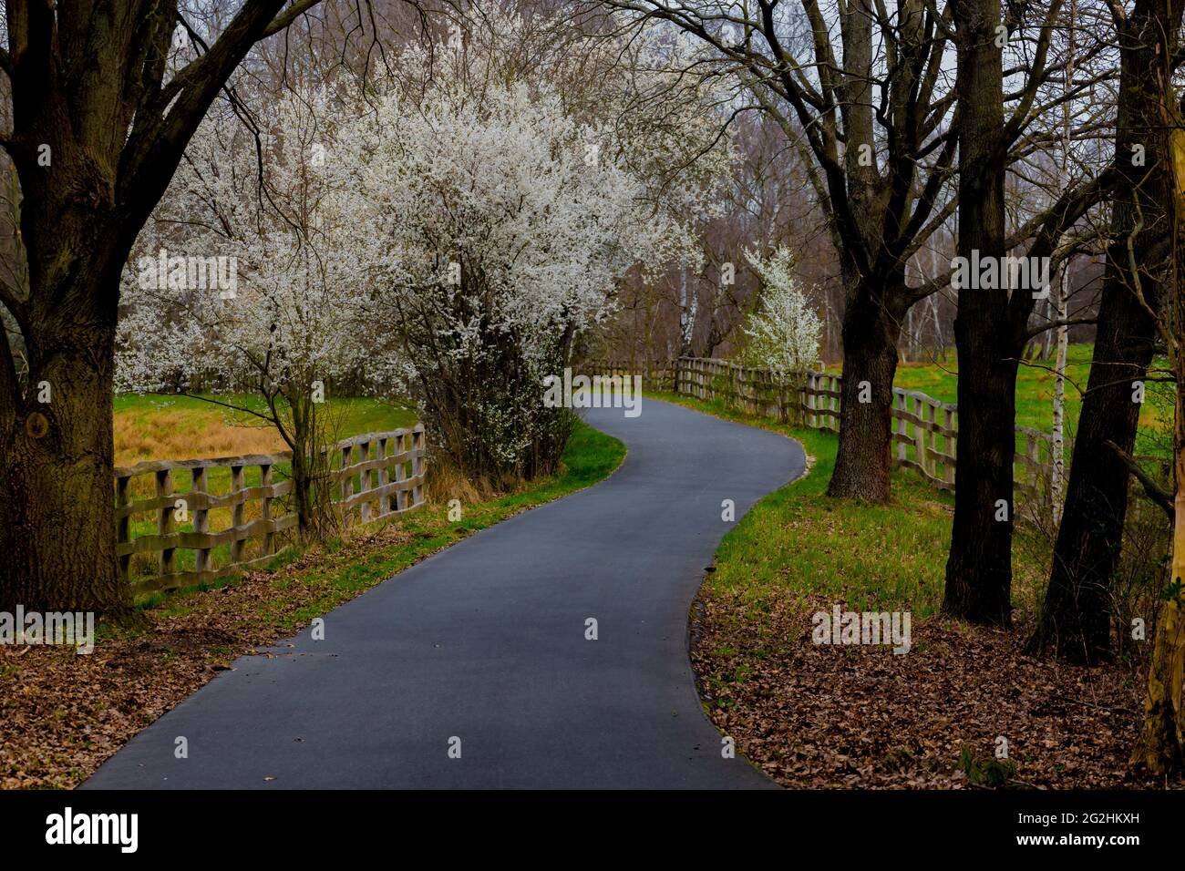 Plum trees and flowering hi-res stock photography and images - Alamy