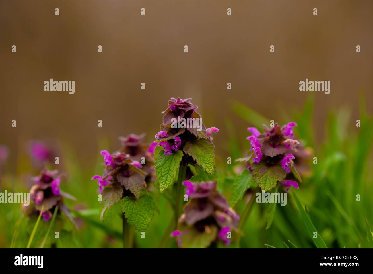 Hybrid Dead Nettle High Resolution Stock Photography and Images - Alamy
