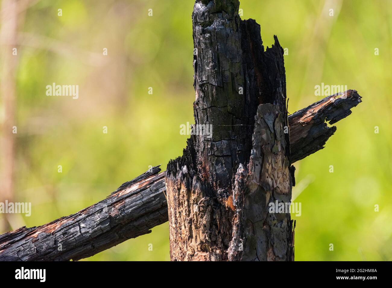 Longleaf pine forest fire hi-res stock photography and images - Alamy