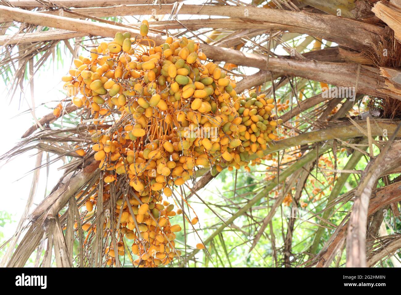 Bangladeshi dates stock on tree for harvest and eat Stock Photo - Alamy