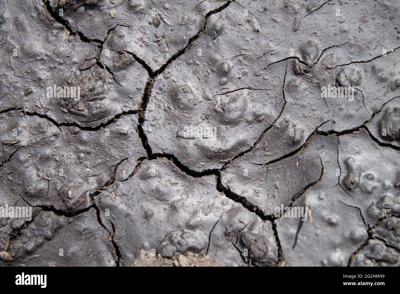 Cracks in the ground after rain. Dried earth with cracks. After the ...