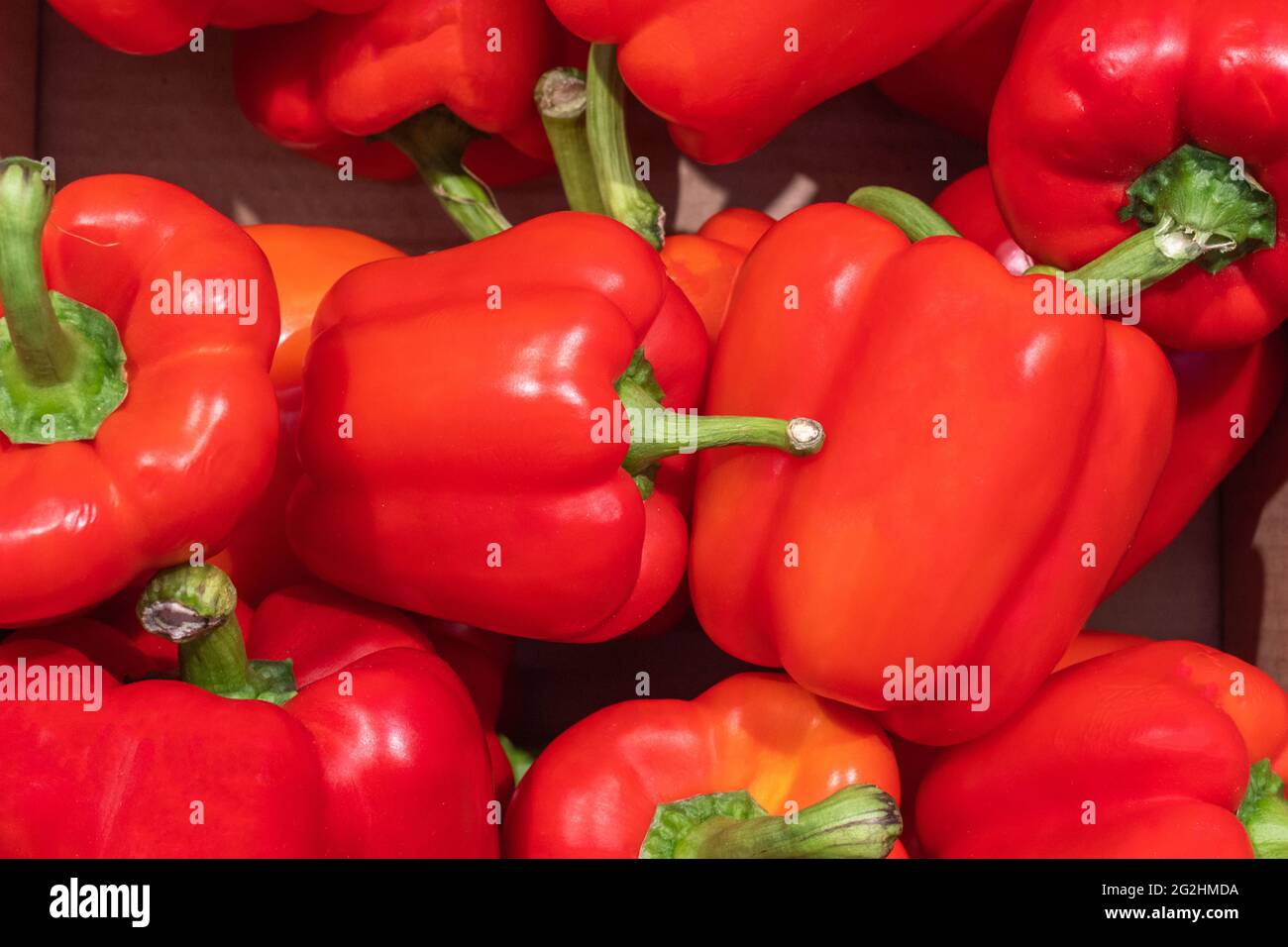 Big red bell peppers close-up top view. Collection and sale of ripe ...