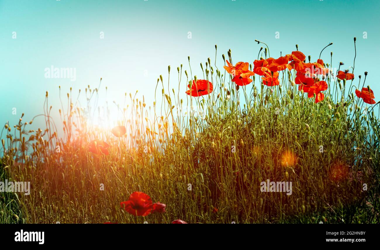 Poppies banner hi-res stock photography and images - Alamy