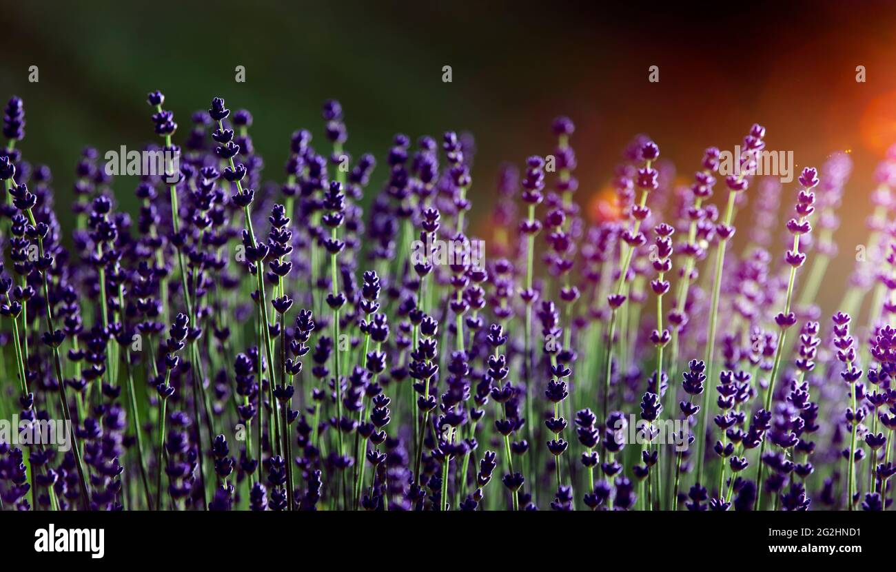 Light color flowers hi-res stock photography and images - Alamy