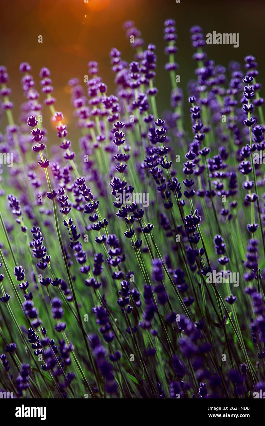 Light violet colour hi-res stock photography and images - Alamy