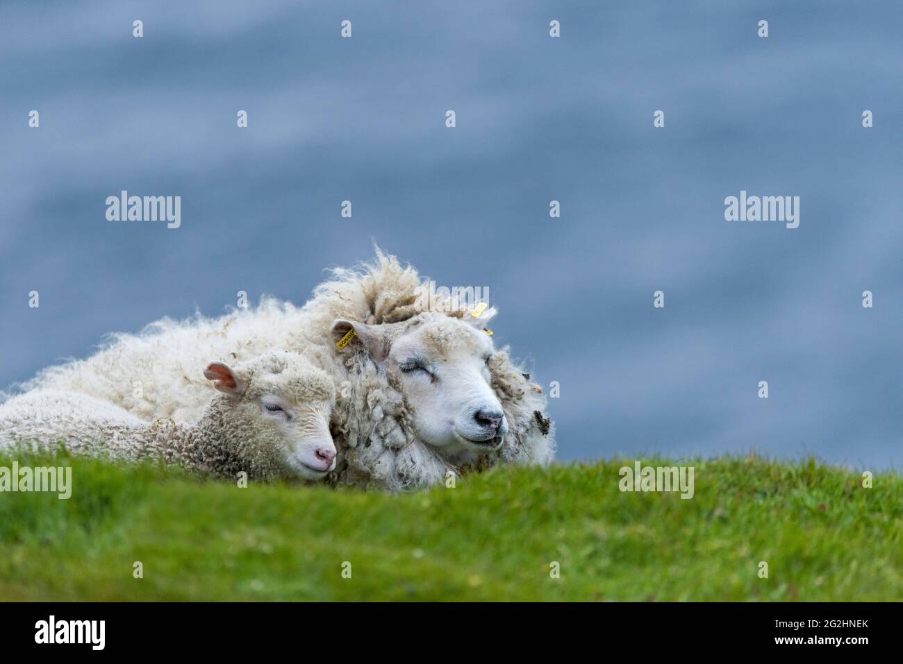 Sheep on the cliffs in the hermaness nature reserve hi-res stock photography and images - Alamy