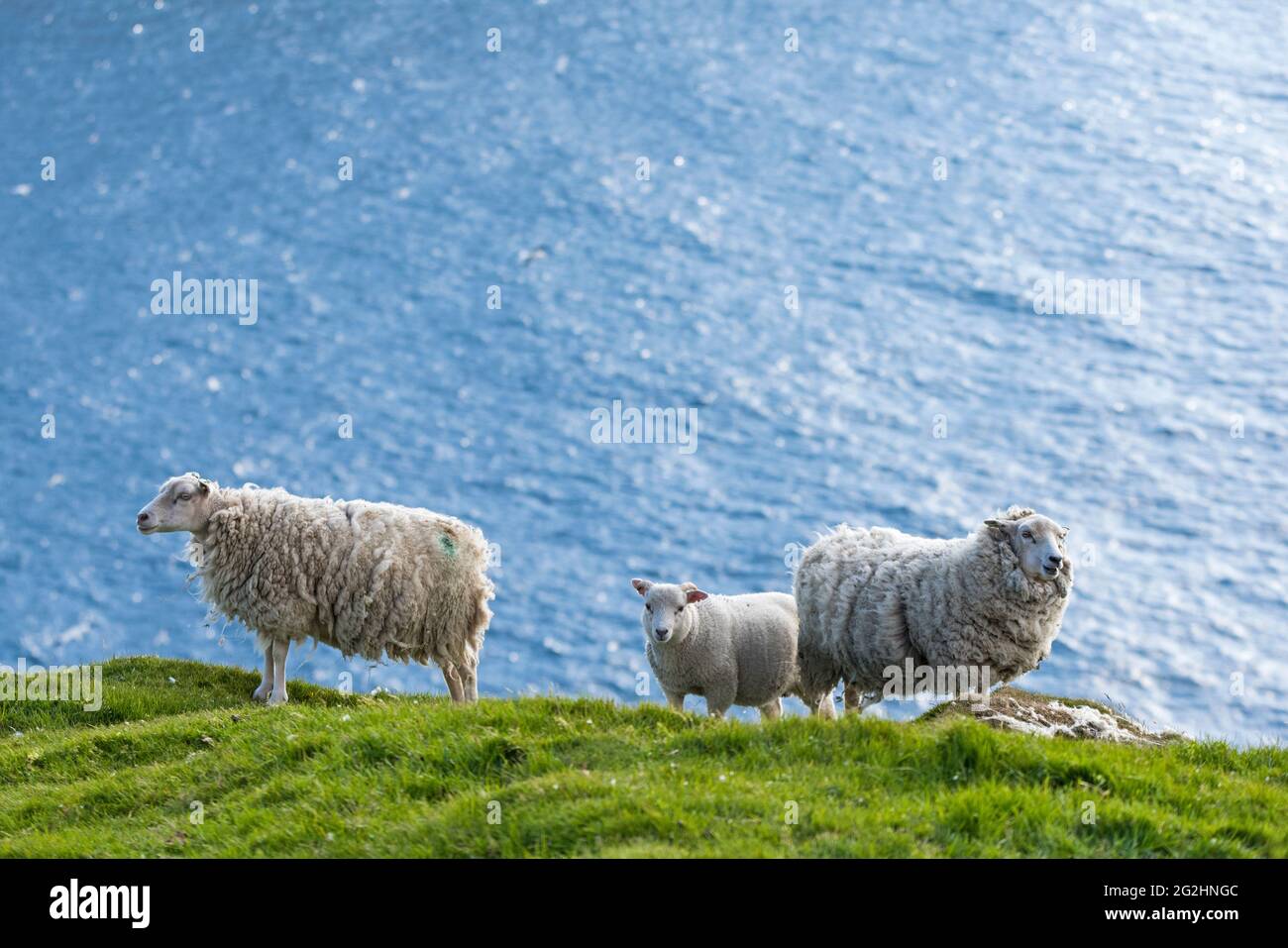 Sheep on the cliffs in the hermaness nature reserve hi-res stock photography and images - Alamy