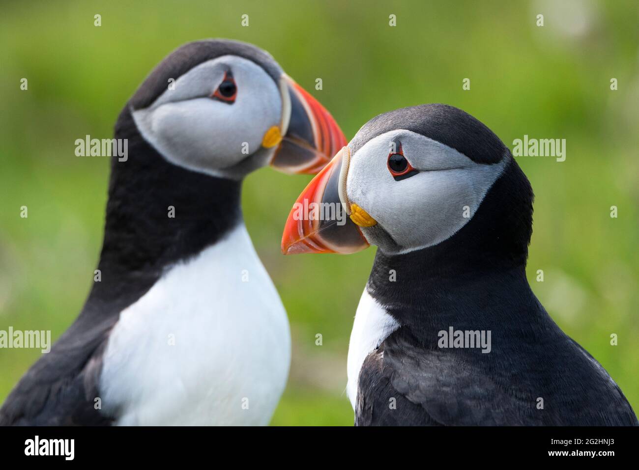 Atlantic Puffin couple, Isle of Noss, Scotland, Shetland Islands Stock ...