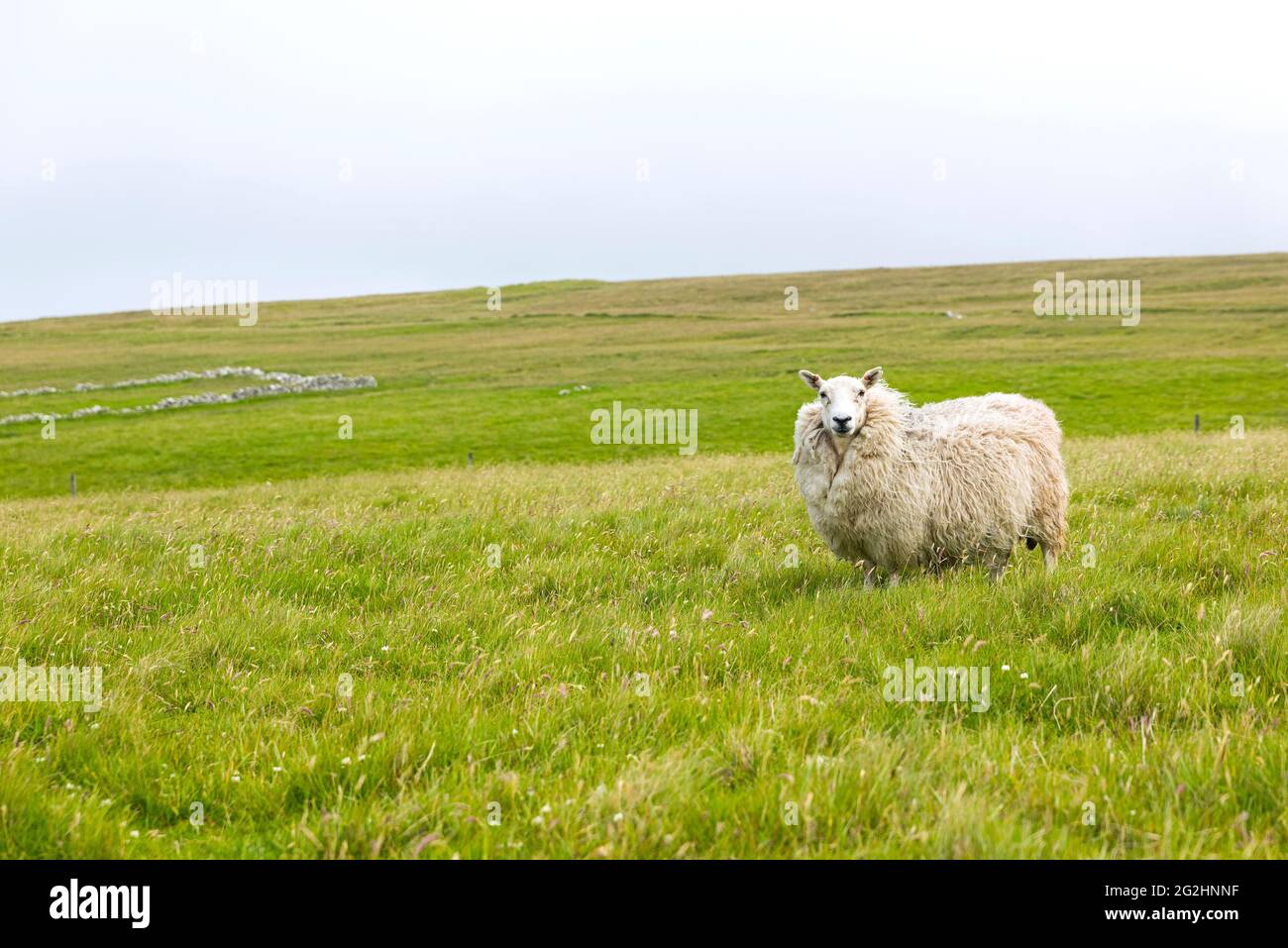 Sheep, Isle of Unst, Scotland, Shetland Islands Stock Photo - Alamy