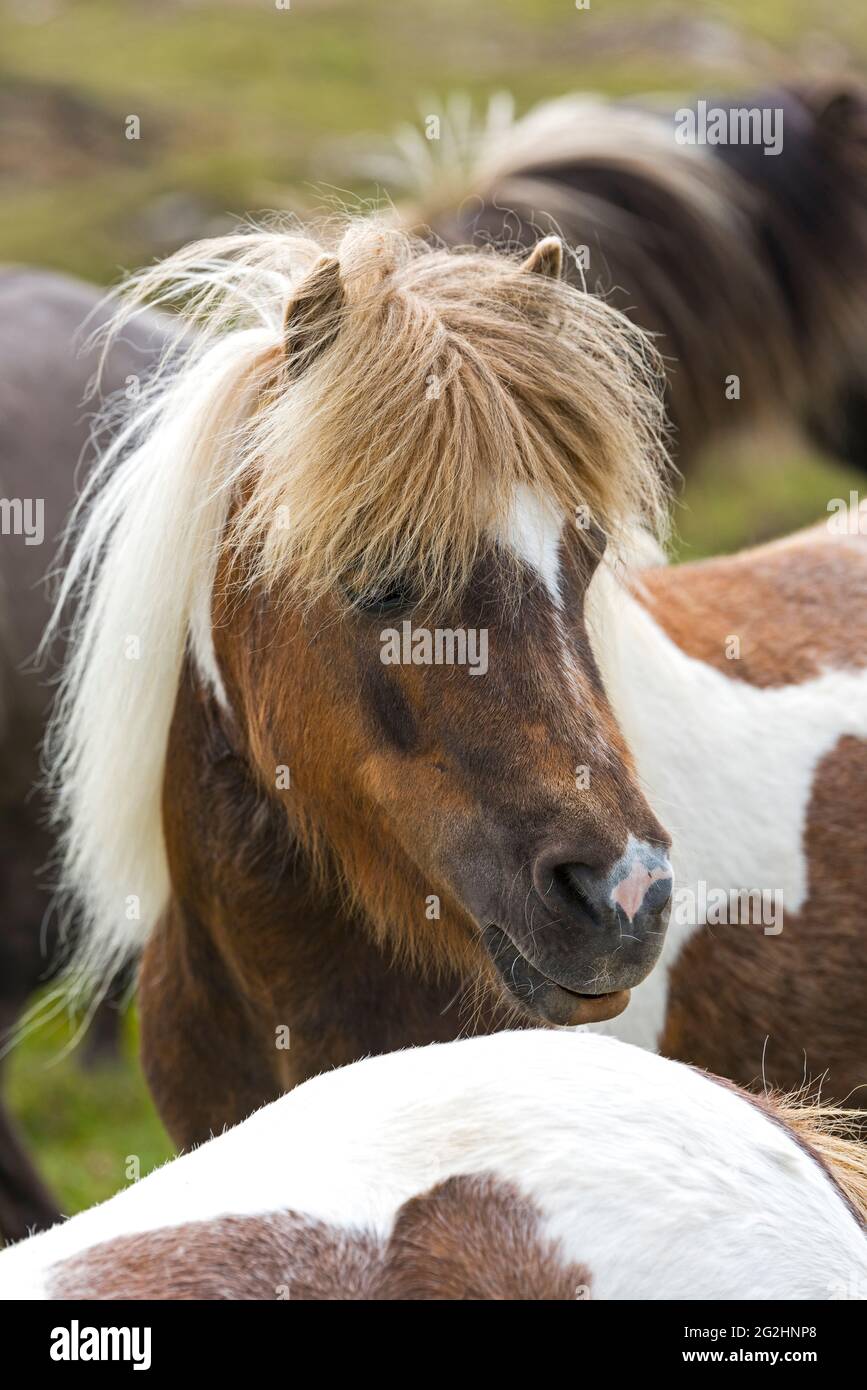 Shetland pony, Isle of Unst, Scotland, Shetland Islands Stock Photo - Alamy