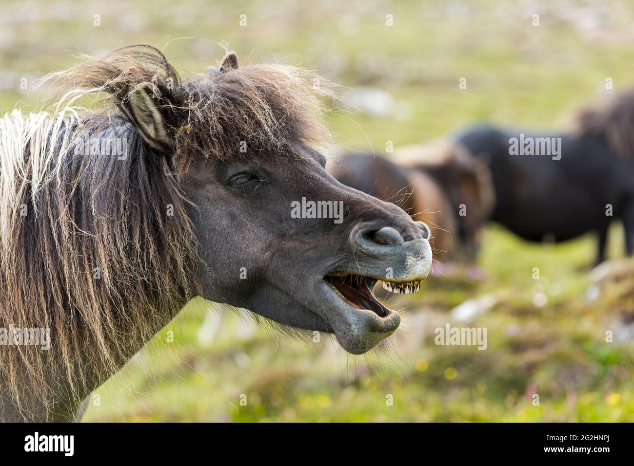 Shetland pony, Isle of Unst, Scotland, Shetland Islands Stock Photo - Alamy