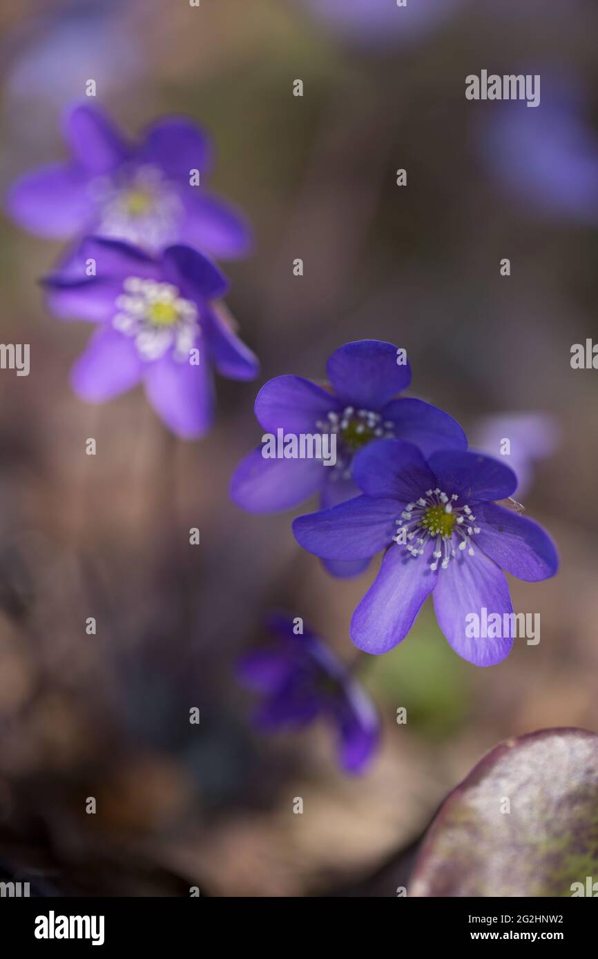 Anemone hepatica flowers, (Hepatica nobilis), common hepatica ...