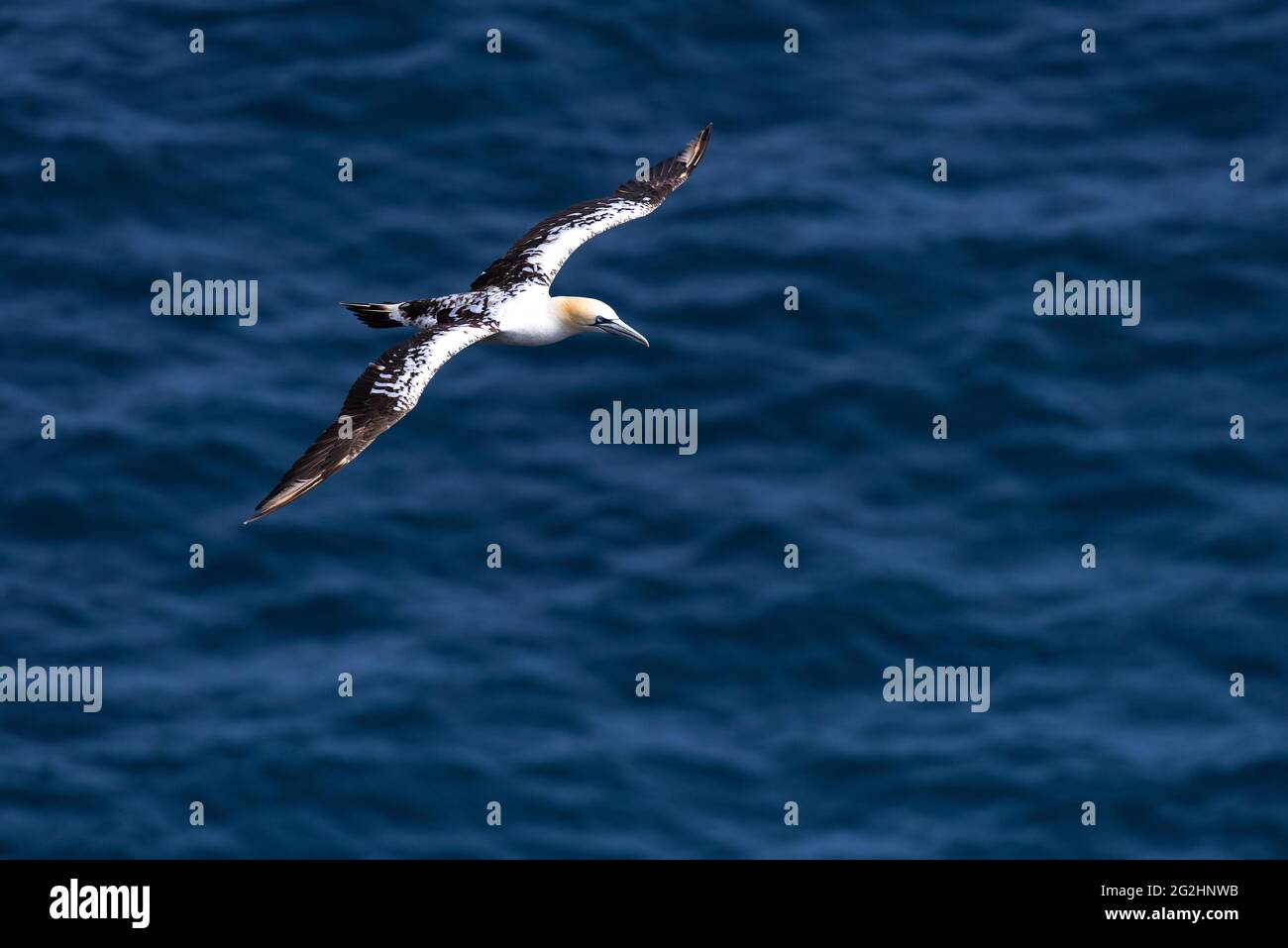 Northern gannet over the sea, Isle of Noss, Scotland, Shetland Islands ...