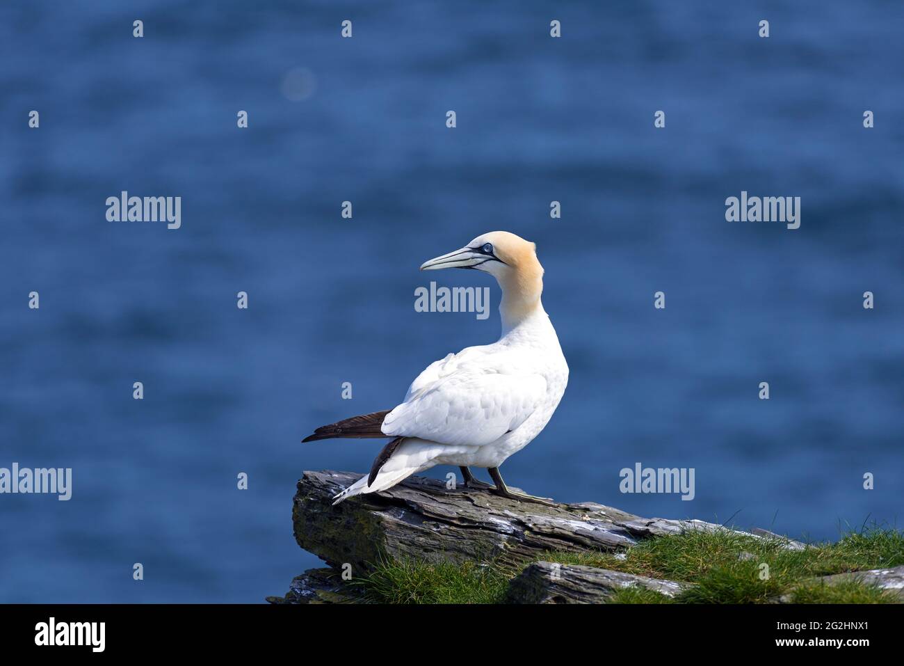 Northern gannet on the cliffs of the Isle of Noss, Scotland, Shetland ...