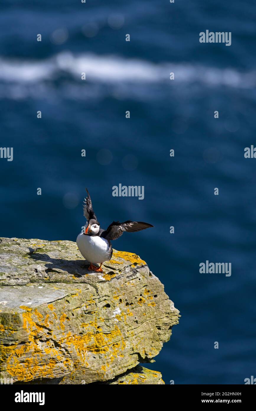 Puffin on the cliffs of the Isle of Noss, Scotland, Shetland Islands ...