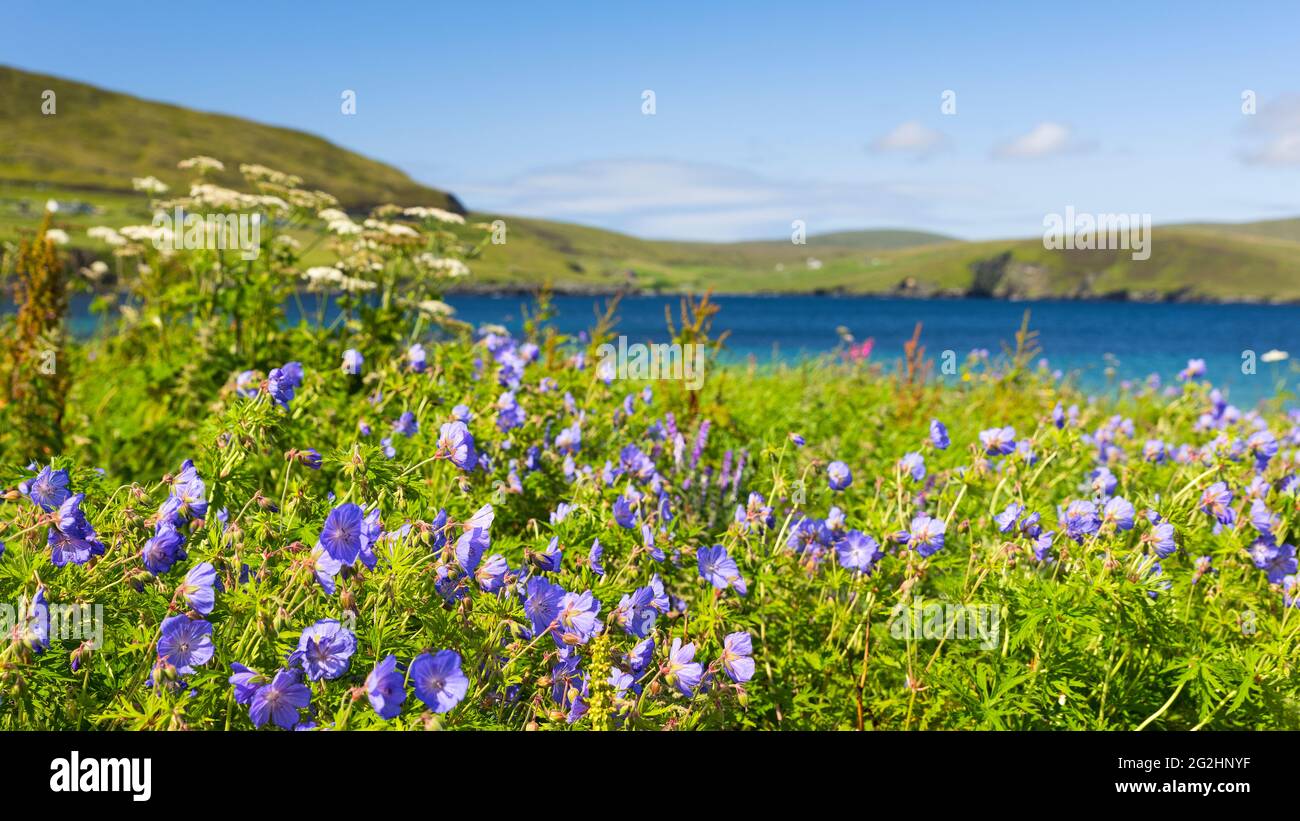 Flower meadow at levenwick bay hi-res stock photography and images - Alamy