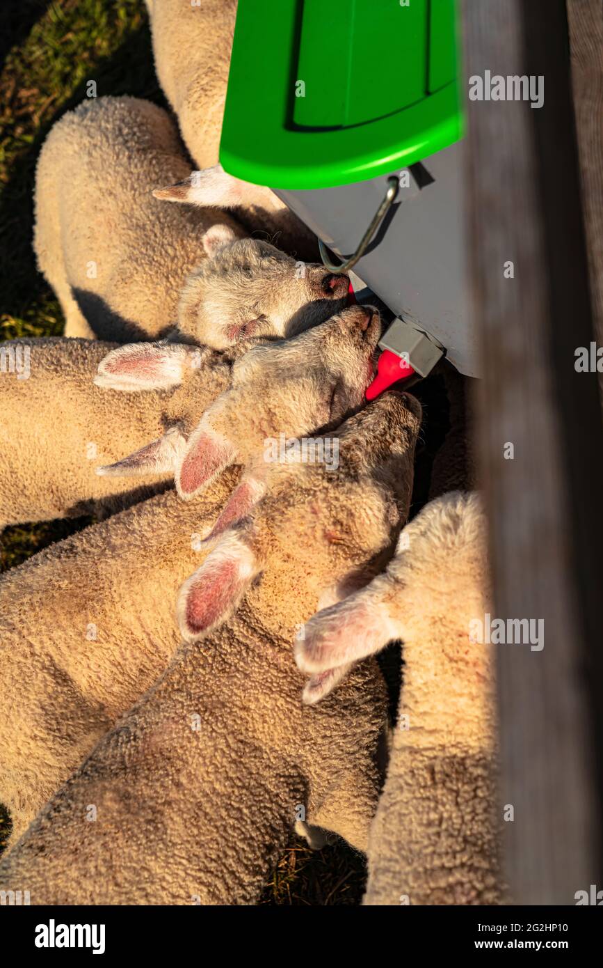 Rearing free range hi-res stock photography and images - Alamy