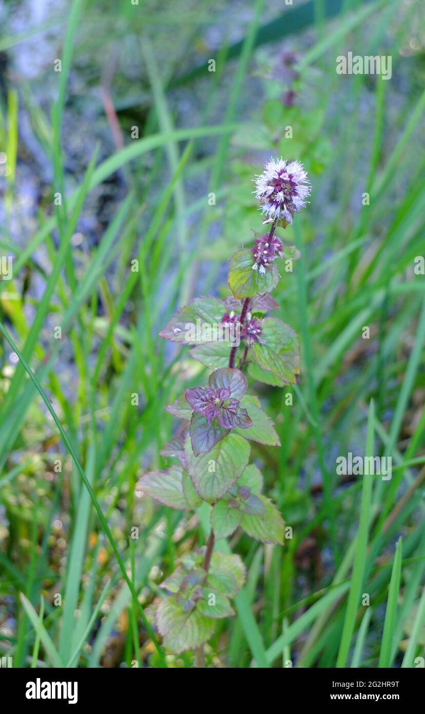 The water mint with blossom (Mentha aquatica) on the edge of the pond ...