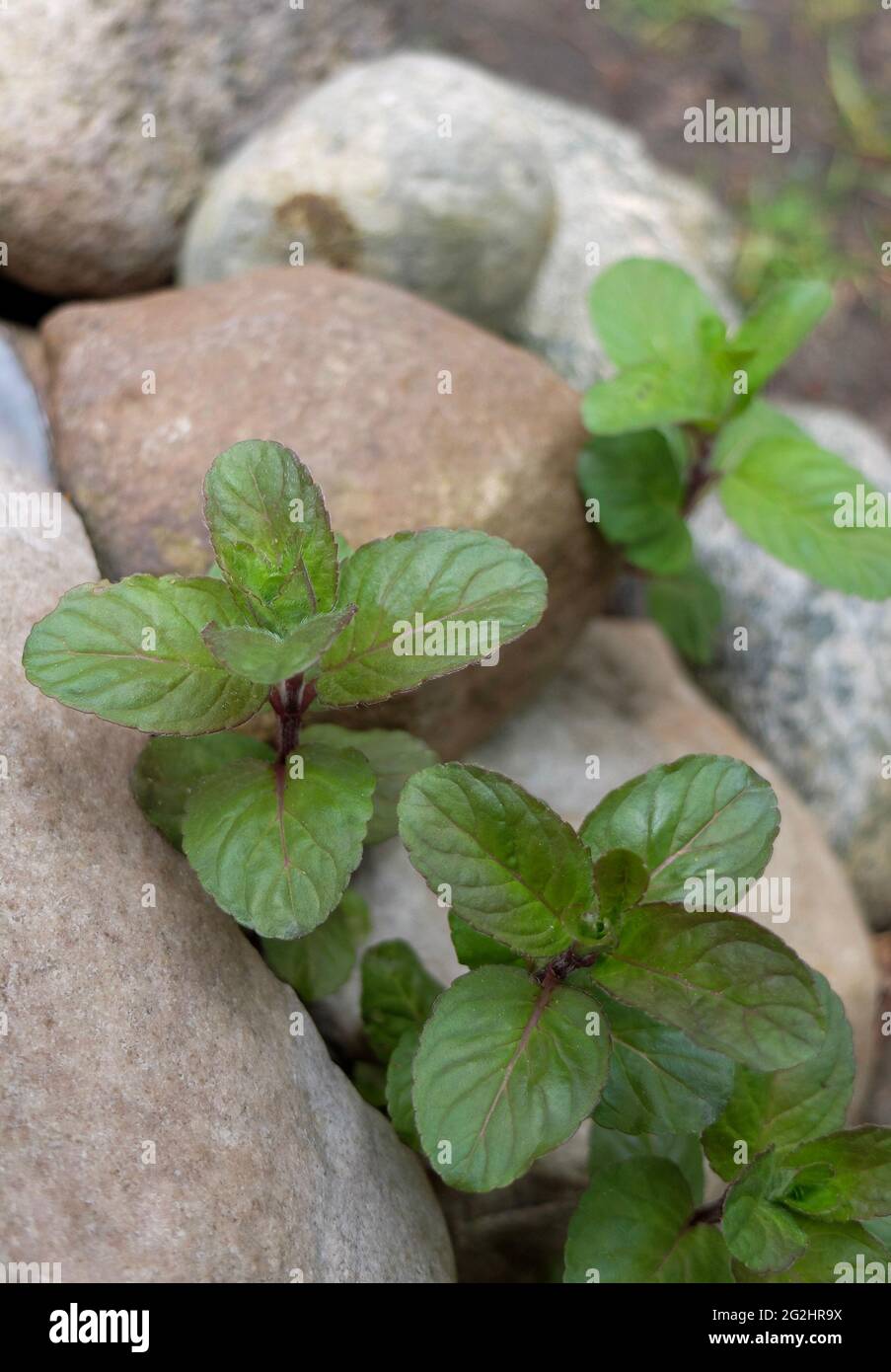 The water mint (Mentha aquatica) on the edge of the pond Stock Photo ...
