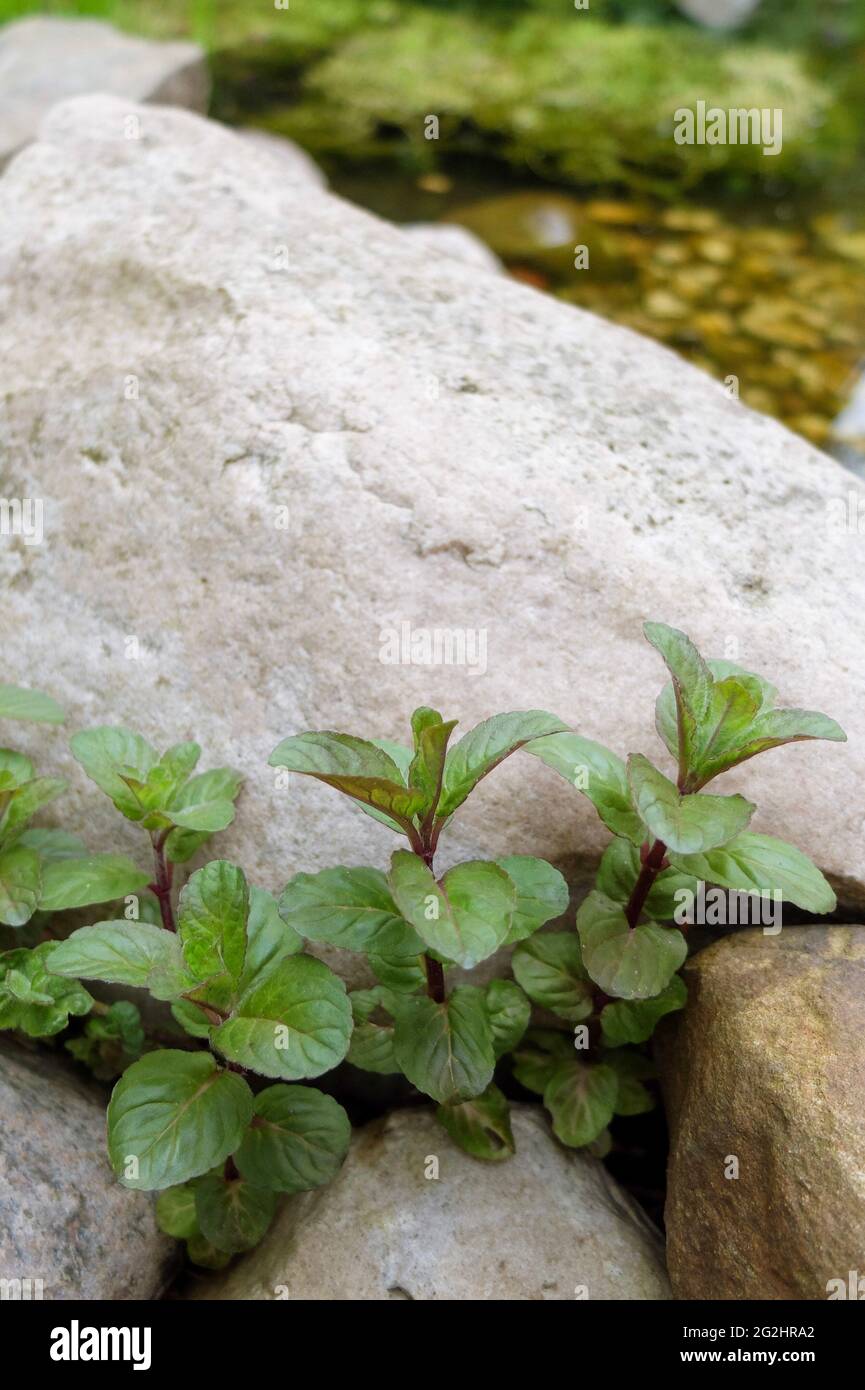 The water mint (Mentha aquatica) on the edge of the pond Stock Photo ...