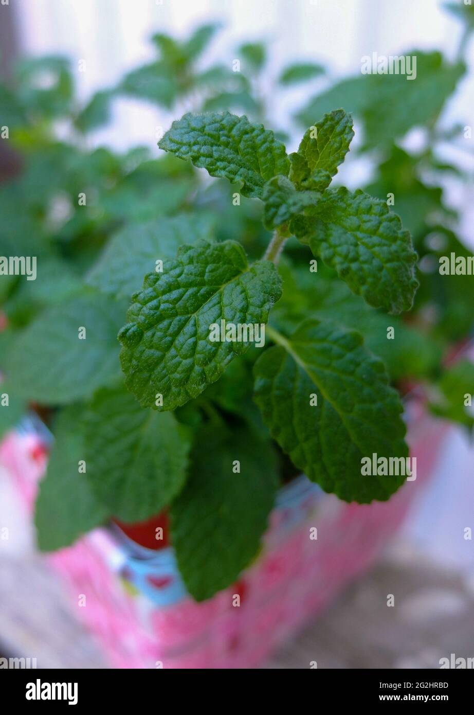Strawberry mint (Mentha species) in a pot Stock Photo - Alamy