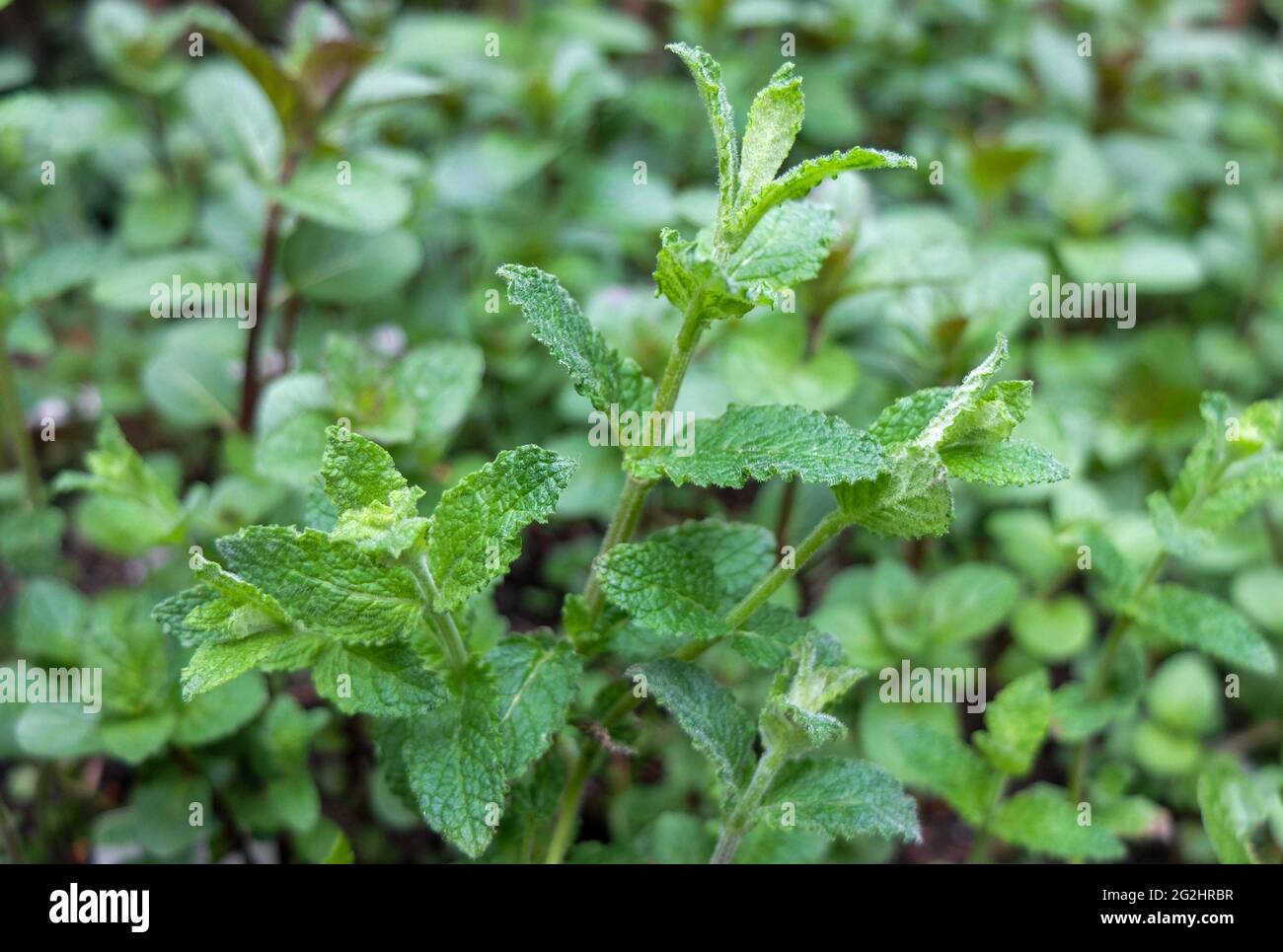 Strawberry Mint (Mentha species Stock Photo - Alamy