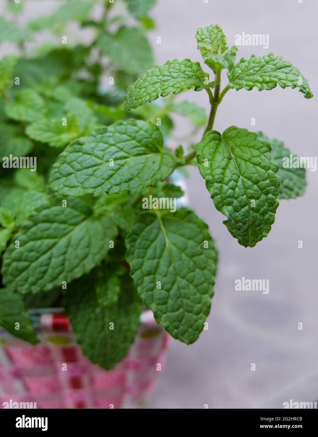 Strawberry mint (Mentha species) in a pot Stock Photo - Alamy