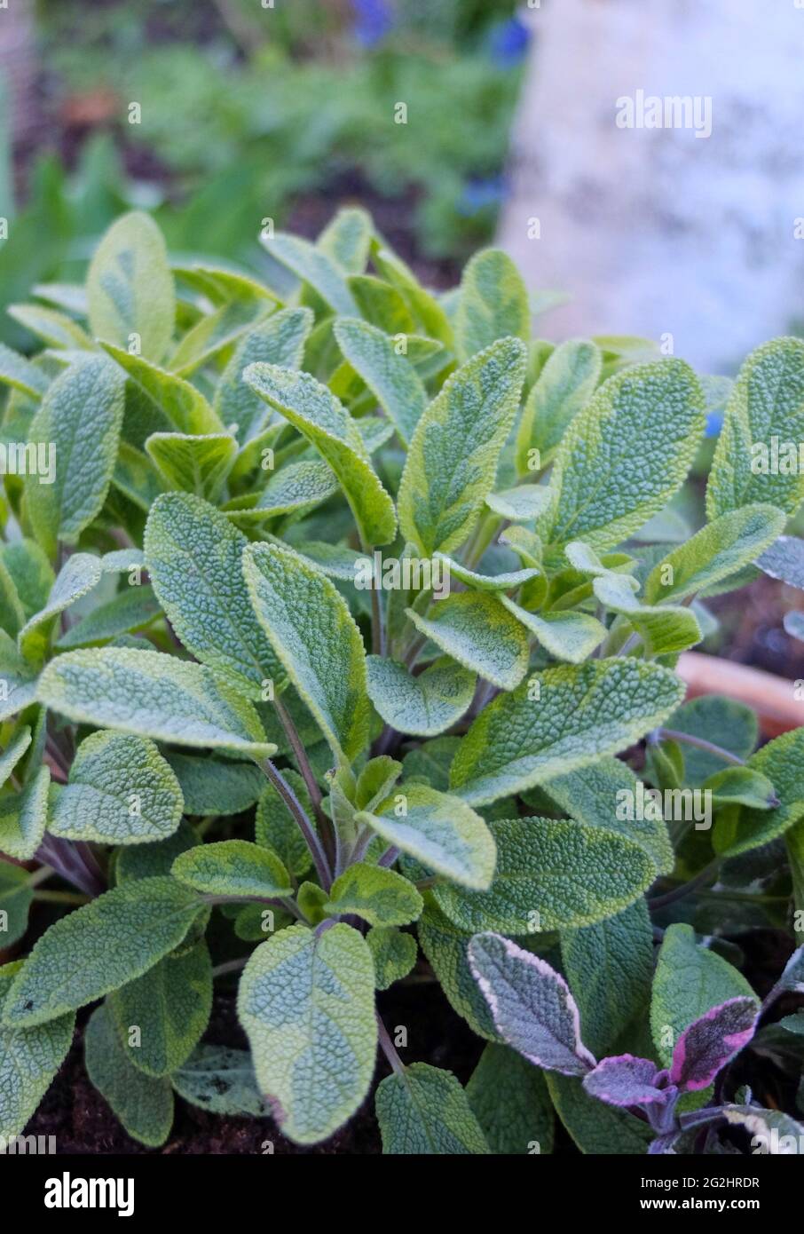 Yellow sage (Salvia officinalis 'Icterina' Stock Photo - Alamy