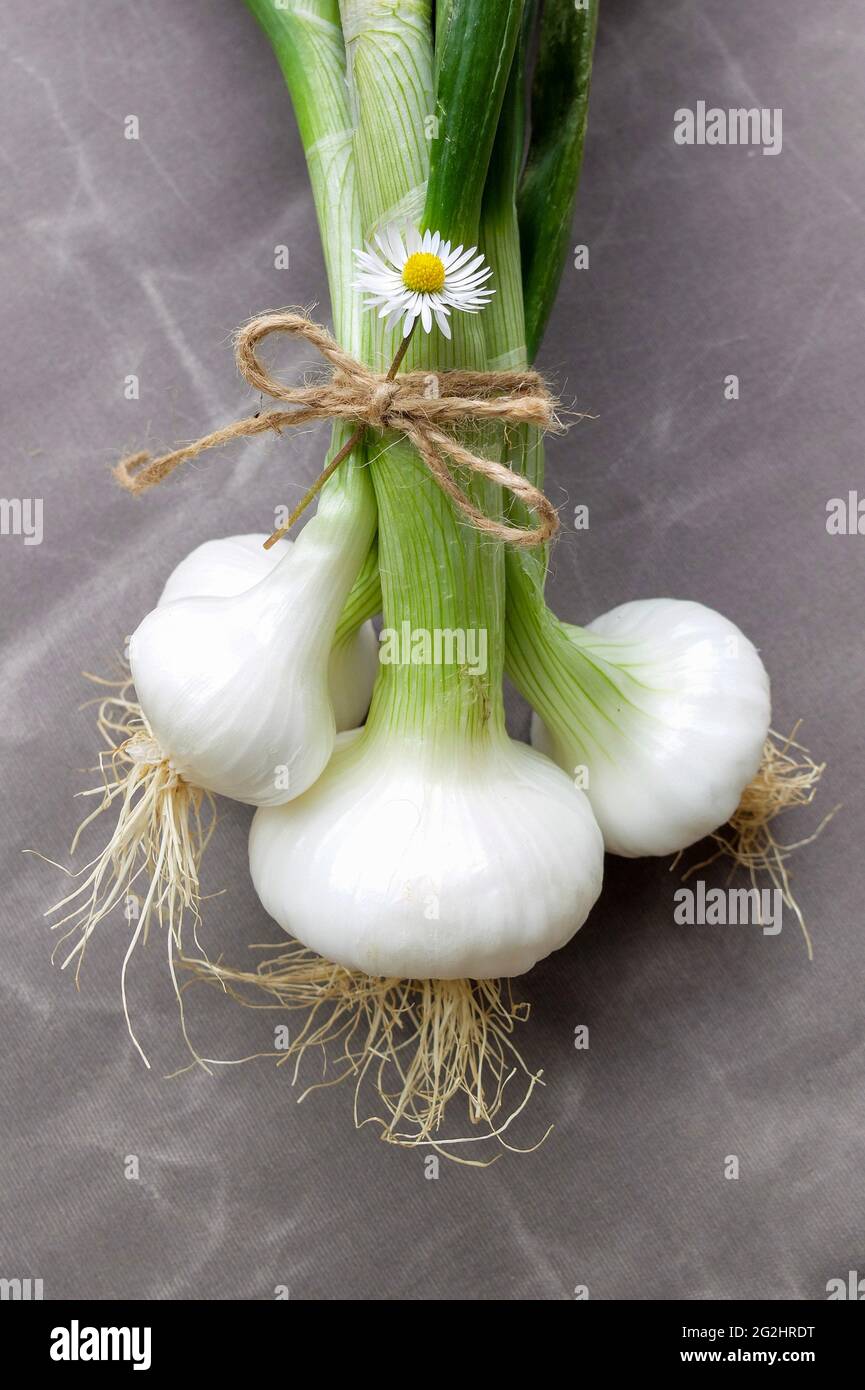 Spring onion (Allium fistulosum Stock Photo - Alamy