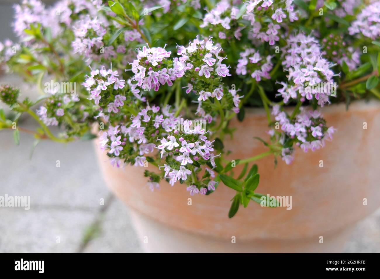 Summer savory satureja hortensis hi-res stock photography and images ...