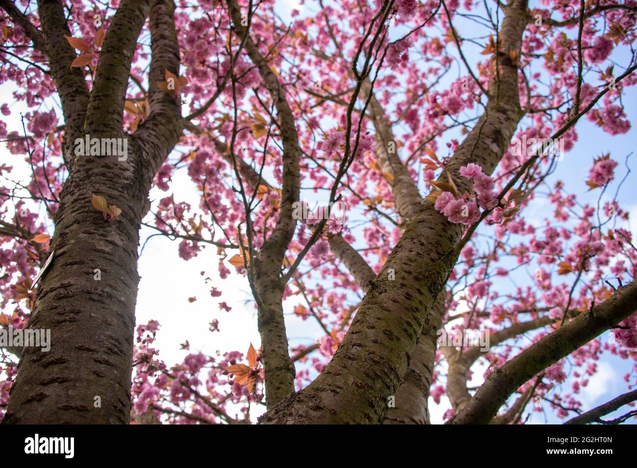 Japanese ornamental cherries Stock Photo - Alamy