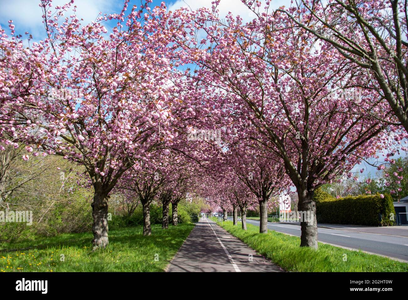 Ornamental flowering cherry blossom trees hi-res stock photography and ...