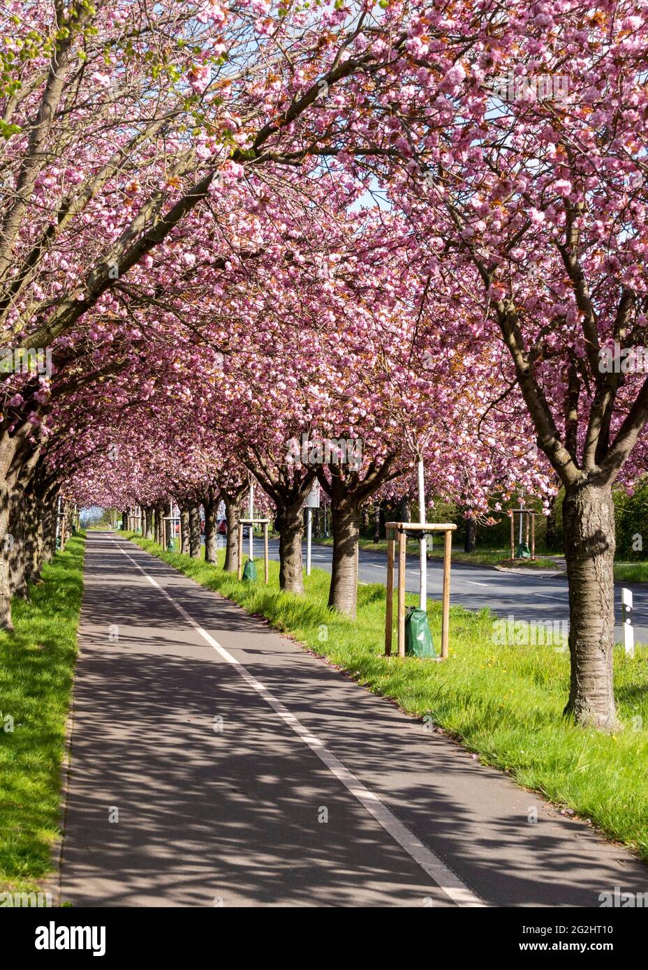 Ornamental flowering cherry blossom trees hi-res stock photography and ...