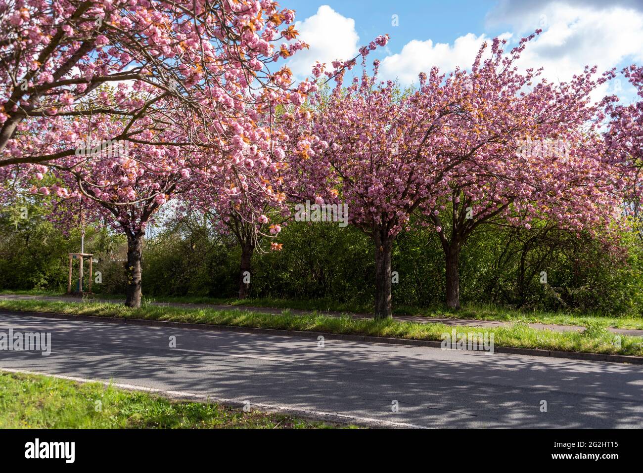 Ornamental flowering cherry blossom trees hi-res stock photography and ...