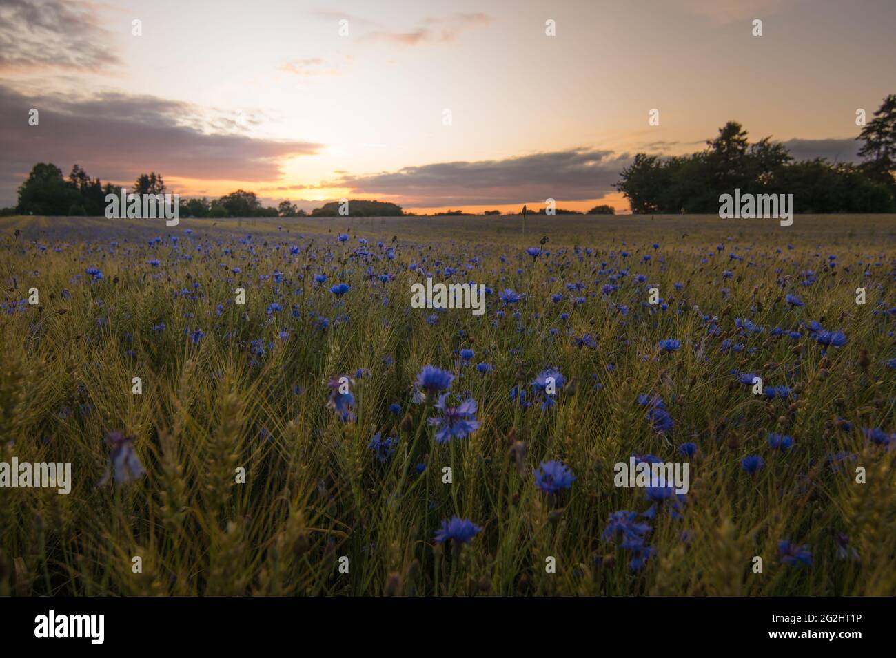 Cornflower field hi-res stock photography and images - Alamy