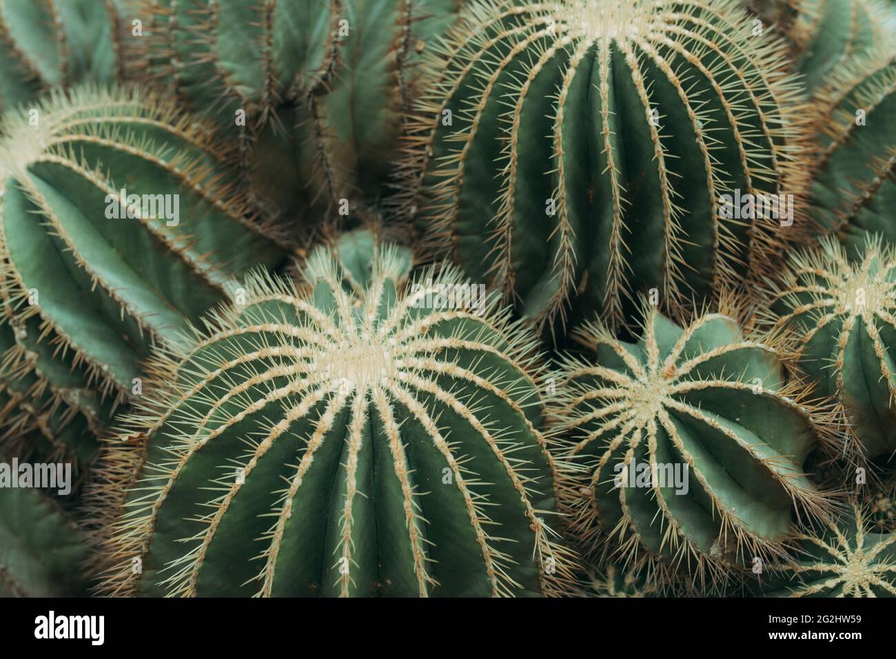 Golden barrel cactus in pot hi-res stock photography and images - Alamy