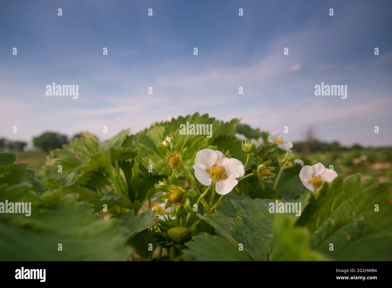 Strawberry blossoms, strawberry flowers in a strawberry field Stock ...